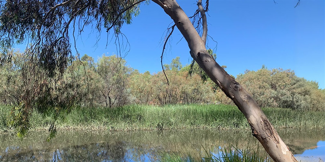 Milloo Steet Wetlands | Swan Hill Rural City Council