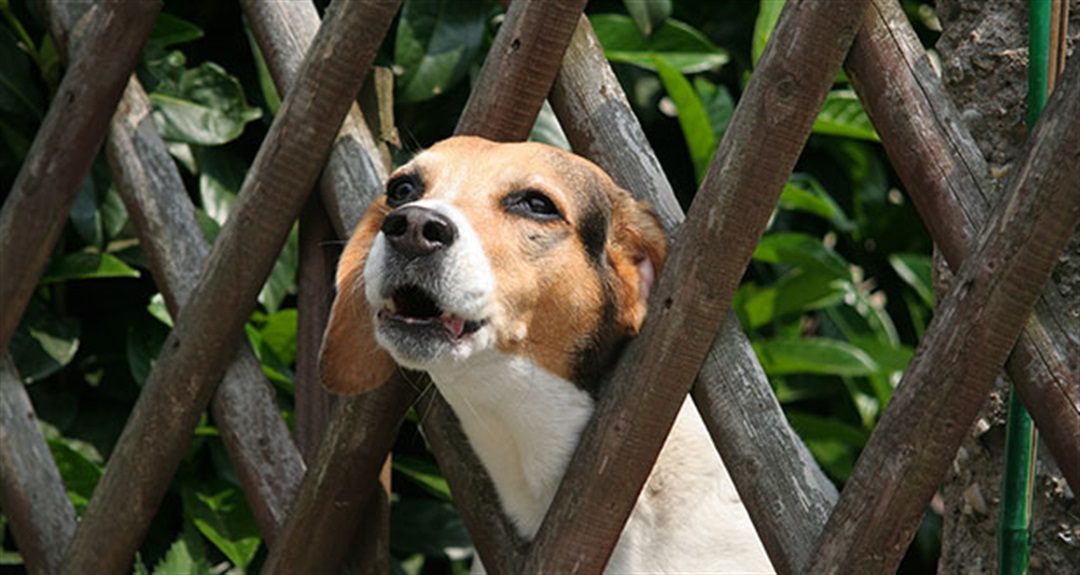 Issues with pets, animals and wildlife | Swan Hill Rural City Council